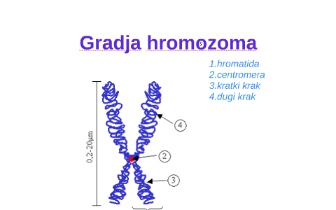 Gradja hromozoma by Весна Ђорђевић Манојловић on Prezi