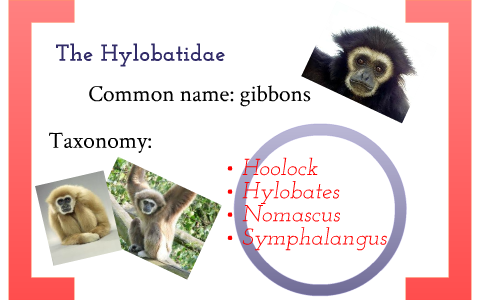 Primate Ecology: The Hylobatidae by Meredith Trainor on Prezi