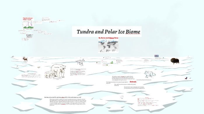 Tundra and Polar Ice Biome by Shaye Anne Pierson on Prezi