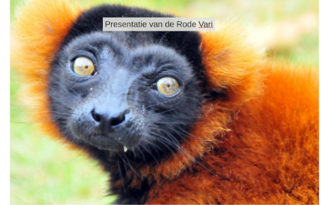 presentatie van de rode vari by ole michielsen on Prezi