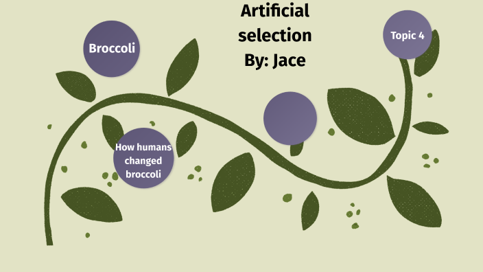 Broccoli Artificial selection by Jace Bottorff on Prezi