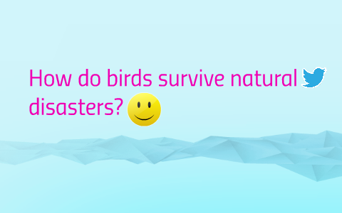 How do birds survive natural disasters by erika rohner on Prezi