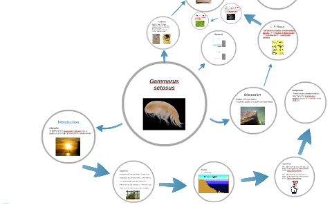Gammarus setosus by Sunny Rim on Prezi