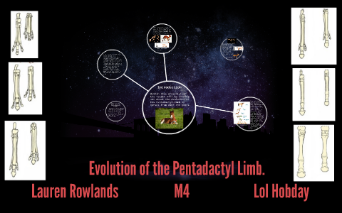 Evolution of the Pentadactyl Limb. by Lauren Rowlands on Prezi