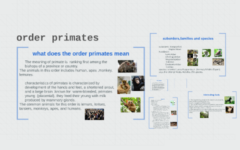 order primates by Rudy sanchez on Prezi