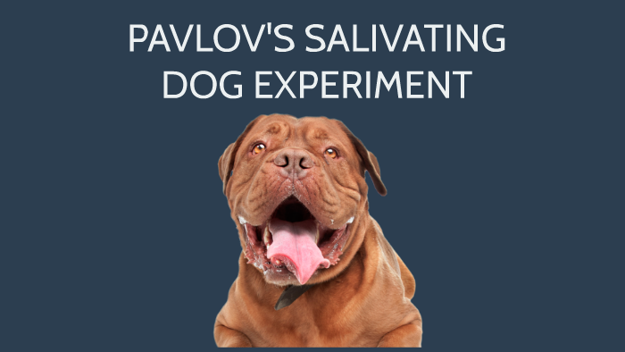 PAVLOV'S SALIVATING DOG EXPERIMENT by Victoria Flores on Prezi