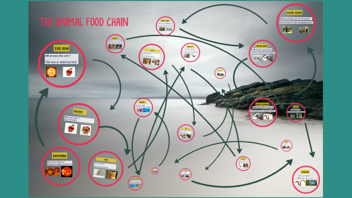 animal food chain by ida oestrich