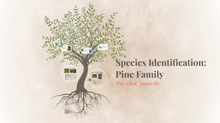 Species Identification: Pine Family by Troy Chen