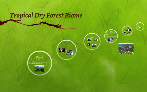 Tropical Dry Forest Biome by Carolyn Moorman on Prezi