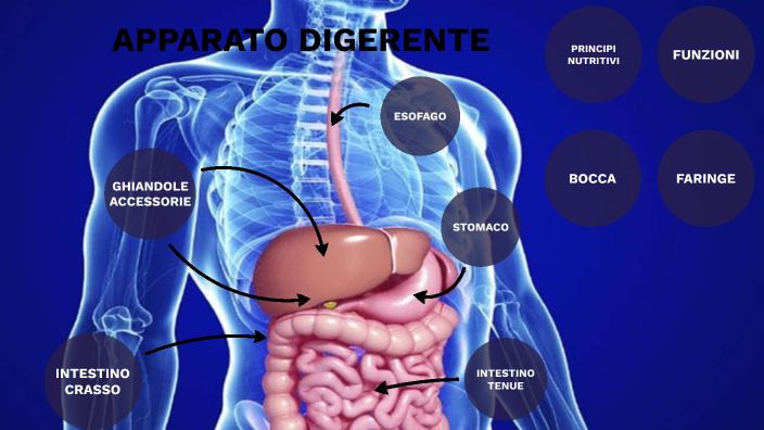 APPARATO DIGERENTE by Alice zocchi on Prezi
