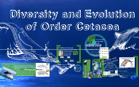 Order Cetacea by lockerbie newton on Prezi