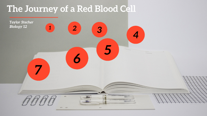 Red Blood Cell Story by Taylor Stecher on Prezi