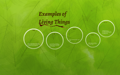 Examples of Living Things by Sabrina Klotz on Prezi