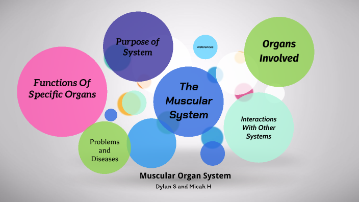 Muscular Organ System Project by Dylan Snustead on Prezi