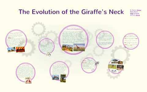 Evolution of the Giraffe's Neck by Beatrice Relucio on Prezi