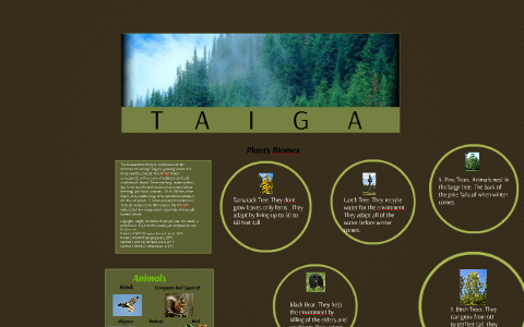 Taiga by RUSSELL WILSON on Prezi