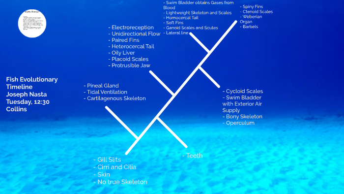 Fish Evolutionary Timeline by Joe Nasta on Prezi