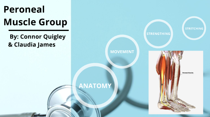 Peroneal Muscle Group by Claudia James on Prezi