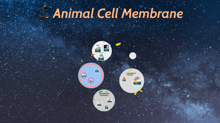 Animal Cell Membrane by madison Green on Prezi