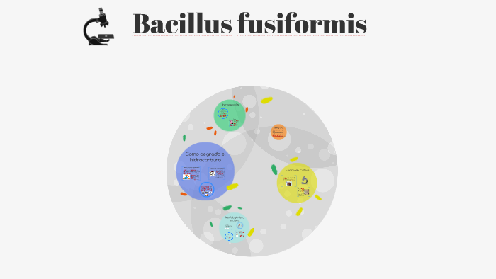 Bacillus fusiformis by Leslly Carrazco on Prezi