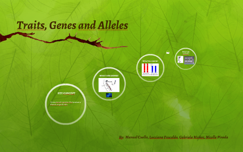 Traits, Genes, Alleles by on Prezi