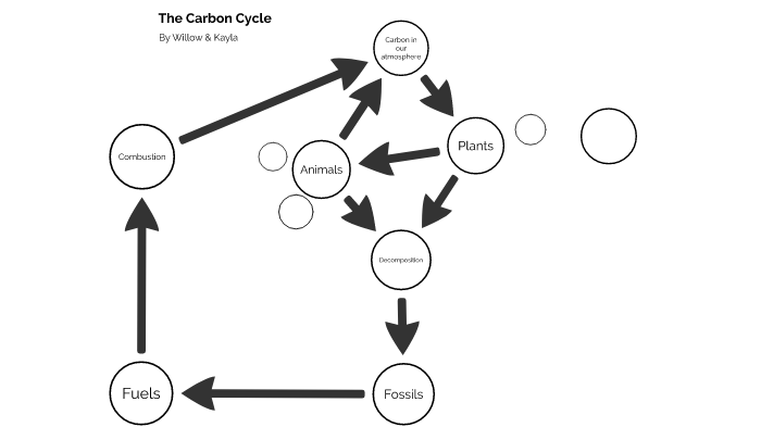 The Carbon Cycle by Kayla Southall on Prezi