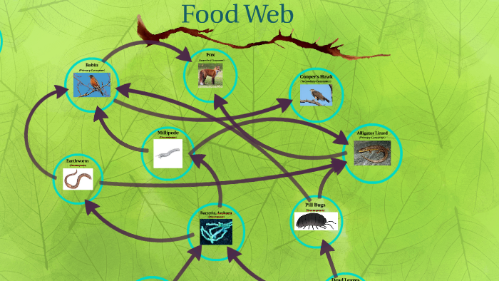 Science Food Web by Ben Mijol on Prezi