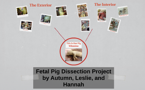 Fetal Pig Dissection Project by Autumn Allard on Prezi