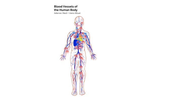 Blood Vessels - a Human Anatomy Project by Grace Whitten by Grace ...