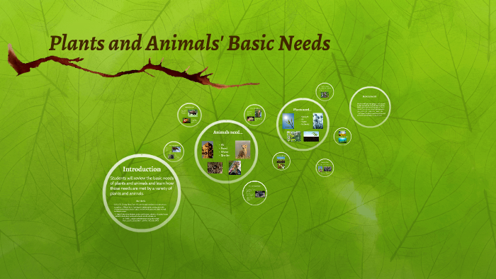 Plants and Animals' Basic Needs by on Prezi