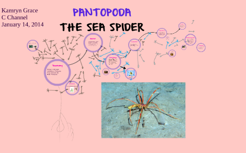 The Sea Spider! by kamryn grace on Prezi