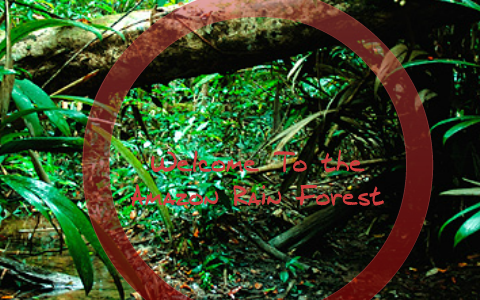 The Amazon Rainforest by Sean Bierman on Prezi