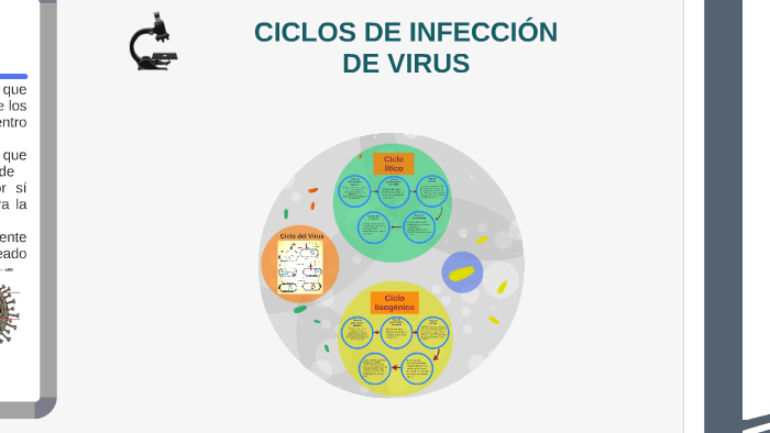 CICLOS DE INFECCIÓN DE VIRUS by on Prezi