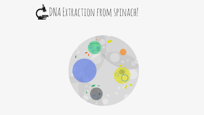 DNA Extraction from spinach! by Ari peni