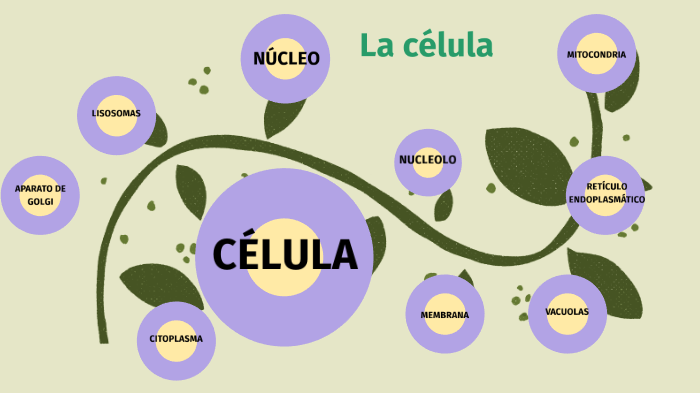 La célula by hfjvdgaswfaeg dftyu gfhju on Prezi