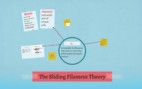 The Sliding Filament Theory by Meg Schneider on Prezi