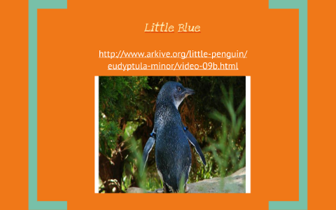 Penguin Cladogram by Effia Macclintock on Prezi