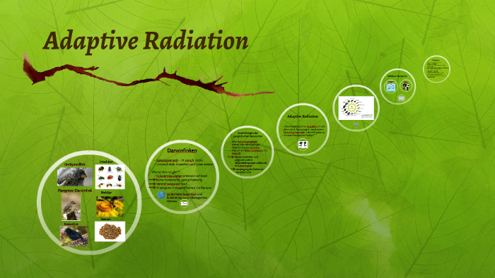 Adaptive Radiation by Chiara Wehrheim on Prezi