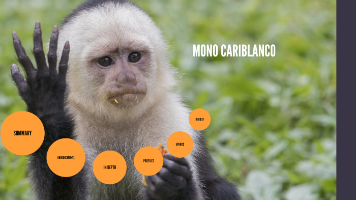 MONO CARIBLANCO by Lorena Soto on Prezi