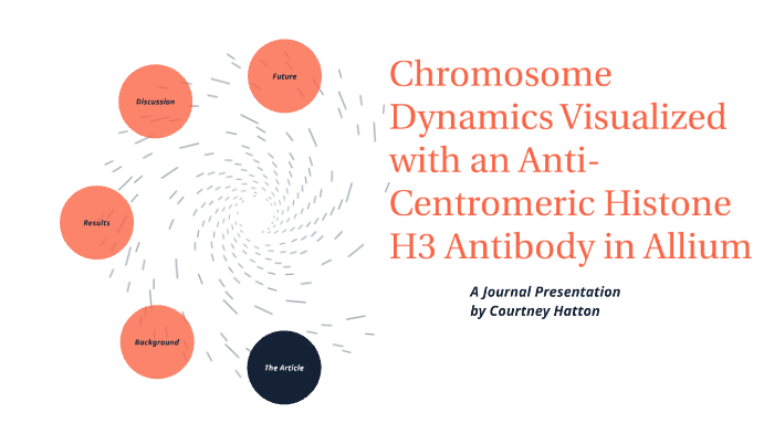 Chromosome Dynamics Visualized with an Anti- Centromeric Histone H3 ...