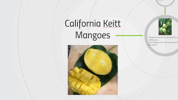 California Keitt Mangoes by on Prezi