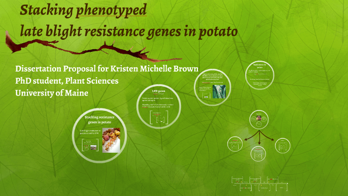 Stacking phenotyped late blight resistance genes in potato by Kristen ...
