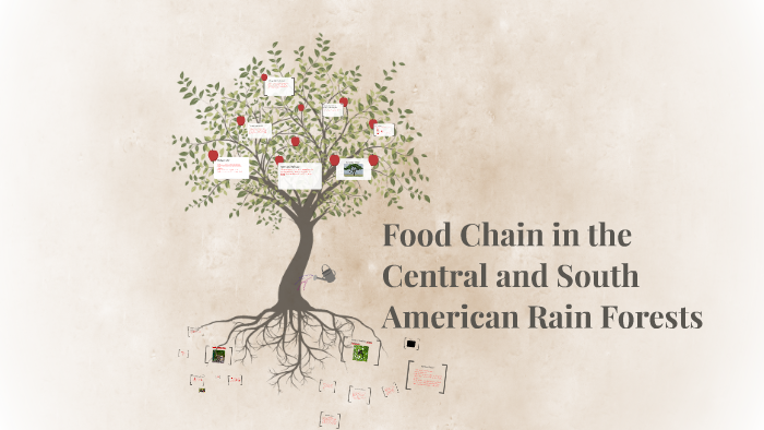 Food Chain in the Central and South American Rain Forests by Paige ...