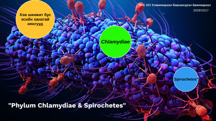 Phylum Chlamydiae, Spirochetes by UK KP on Prezi