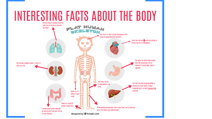 INTERESTING FACTS ABOUT THE BODY by Manuel Campos Sánchez on Prezi