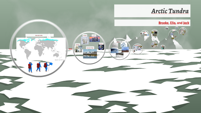 Arctic Tundra Biome Project by Brooke Bo on Prezi