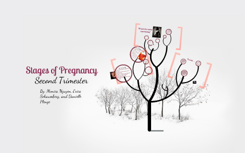 Stages of Pregnancy: Second Trimester by Monica Nguyen on Prezi