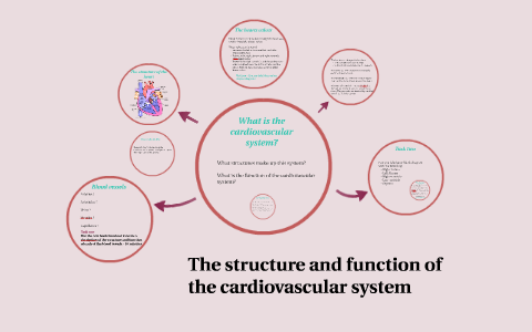 The structure and function of the cardiovascular system by on Prezi
