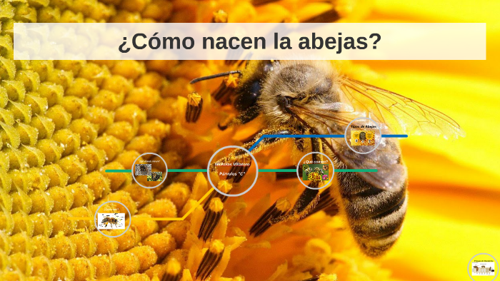 ¿Cómo nacen la abejas? by Jessica Villatoro on Prezi