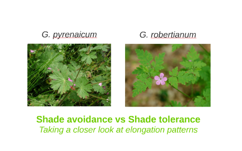 Shade avoidance vs Shade tolerance by Iko Koevoets on Prezi